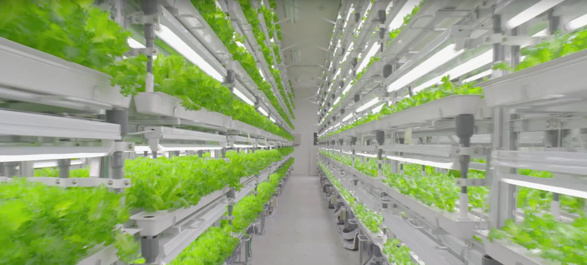 Un bâtiment industriel converti en ferme verticale