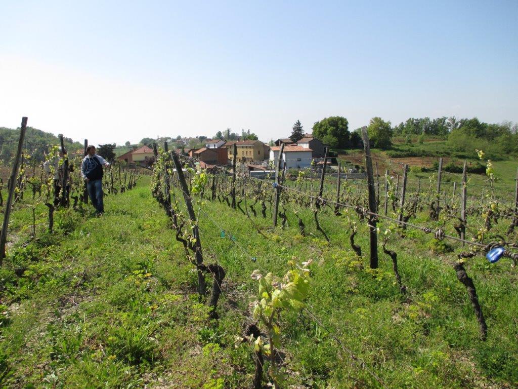 Le vin biodynamique, supérieur en goût et en qualité?