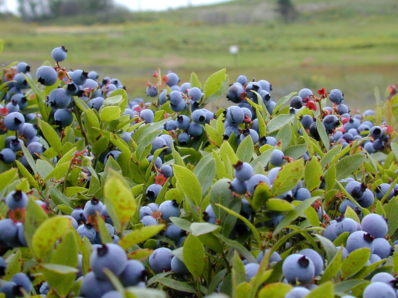 Le bleuet: le petit fruit sauvage du Canada aux grandes vertus