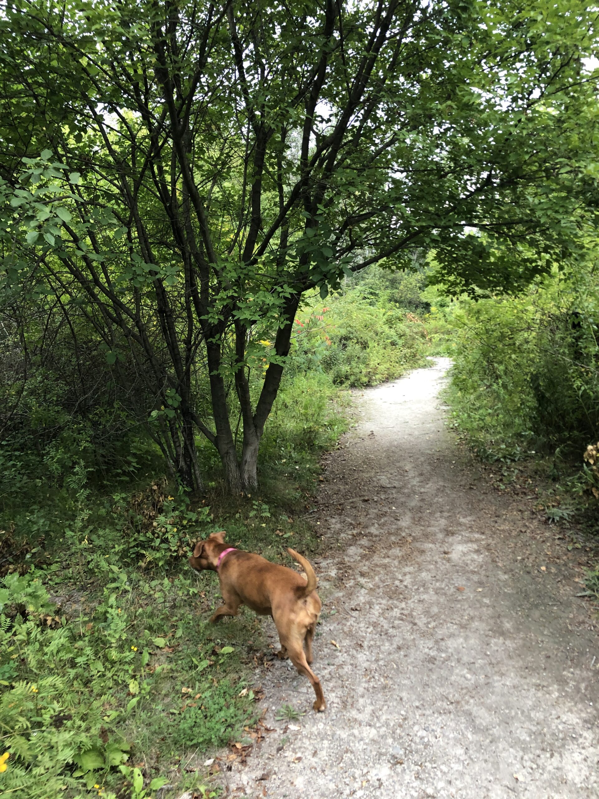 Une forêt pour chiens sans laisse à Evergreen Brick Works