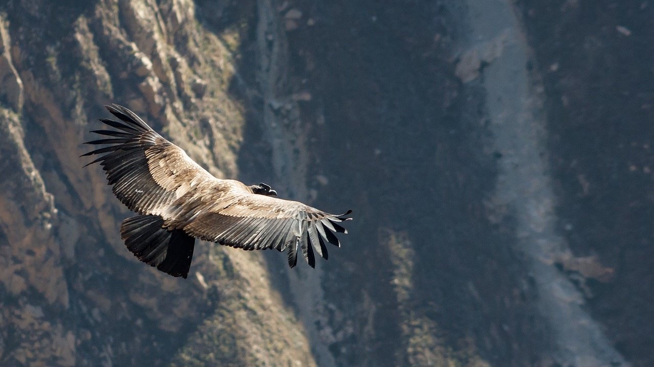 Le condor des Andes, roi des planeurs