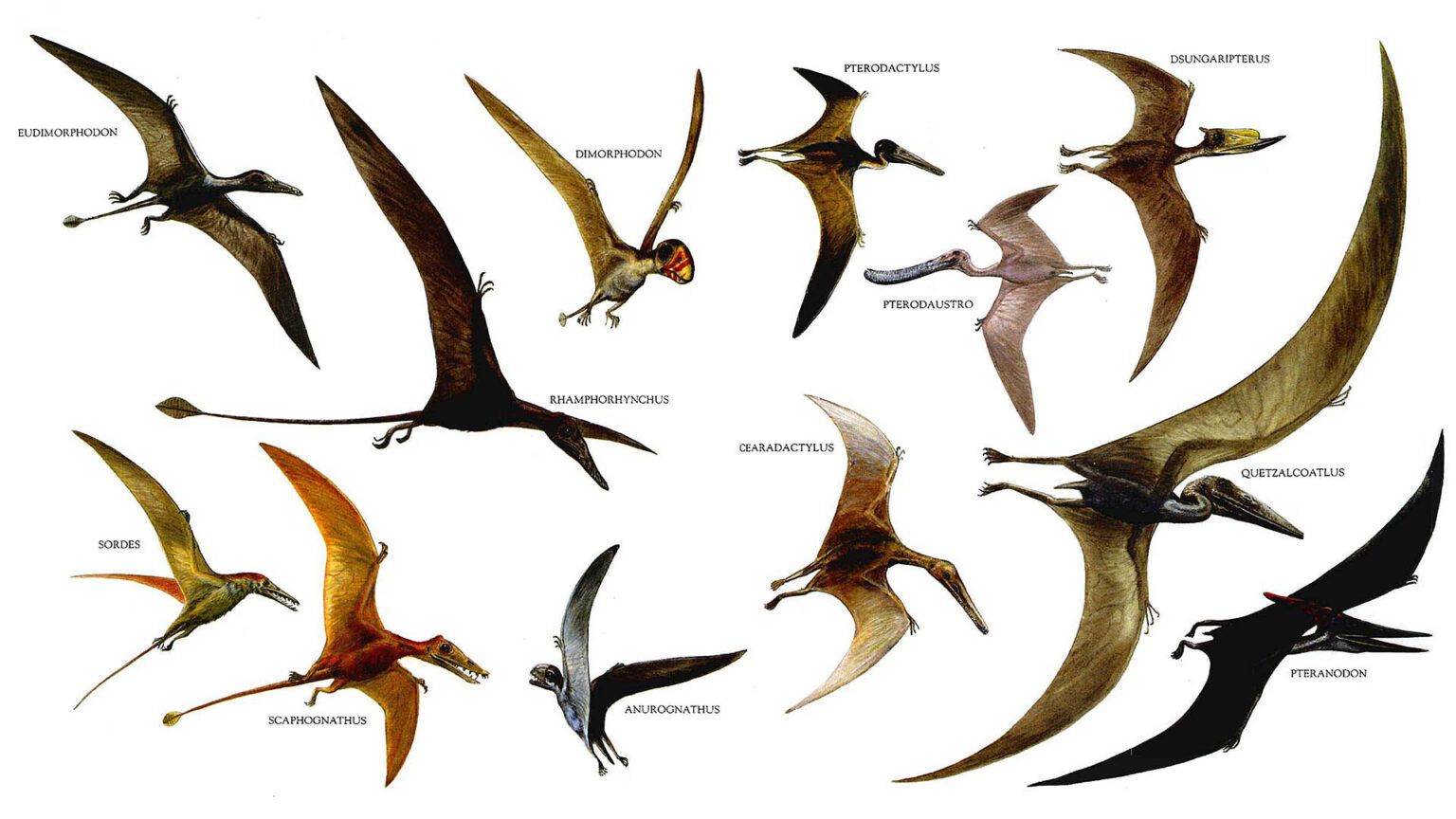 Plusieurs Vari t s De Dinosaures Volants Parmi Les Anc tres Des Oiseaux plusieurs-vari-t-s-de-dinosaures-volants-parmi-les-anc-tres-des-oiseaux