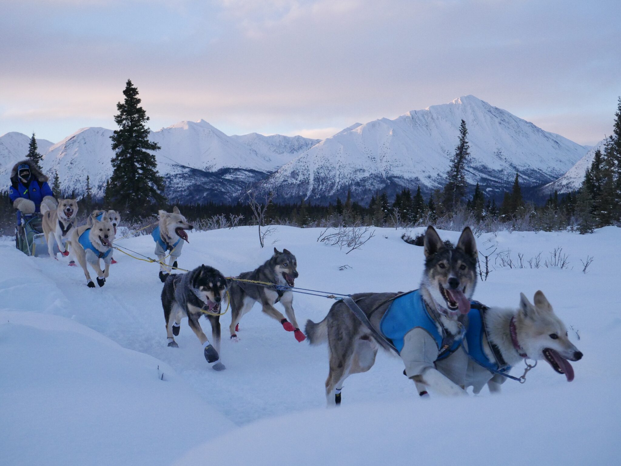 Les mushers du Yukon: une passion plus grande que nature