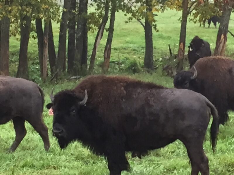 Fête du bison chez les Bélanger, dans le Nord de l’Ontario