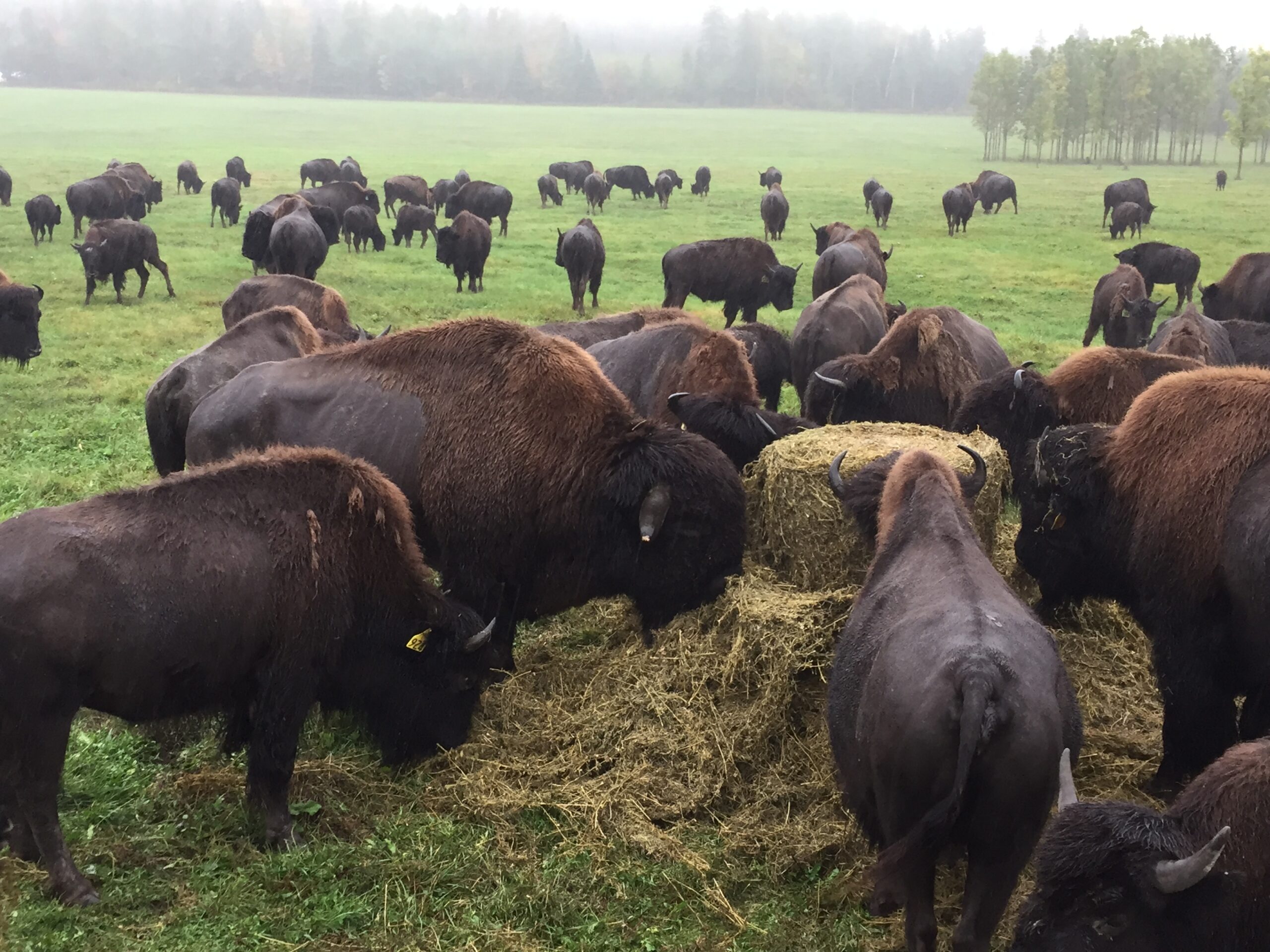 Fête du bison chez les Bélanger, dans le Nord de l’Ontario