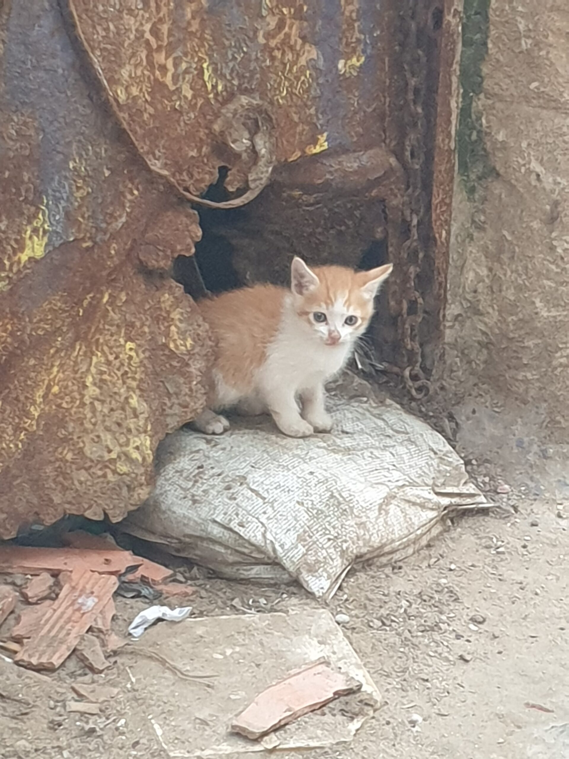 Essaouira, la belle Marocaine alanguie