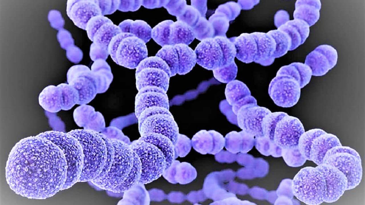 Enfants et adolescents: alertes au streptocoque A en Europe