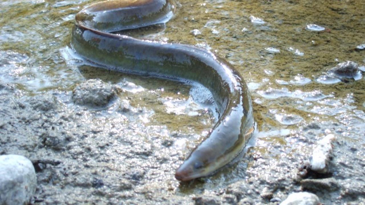 Les secrets de l’anguille: 10 000 km à travers l’Atlantique