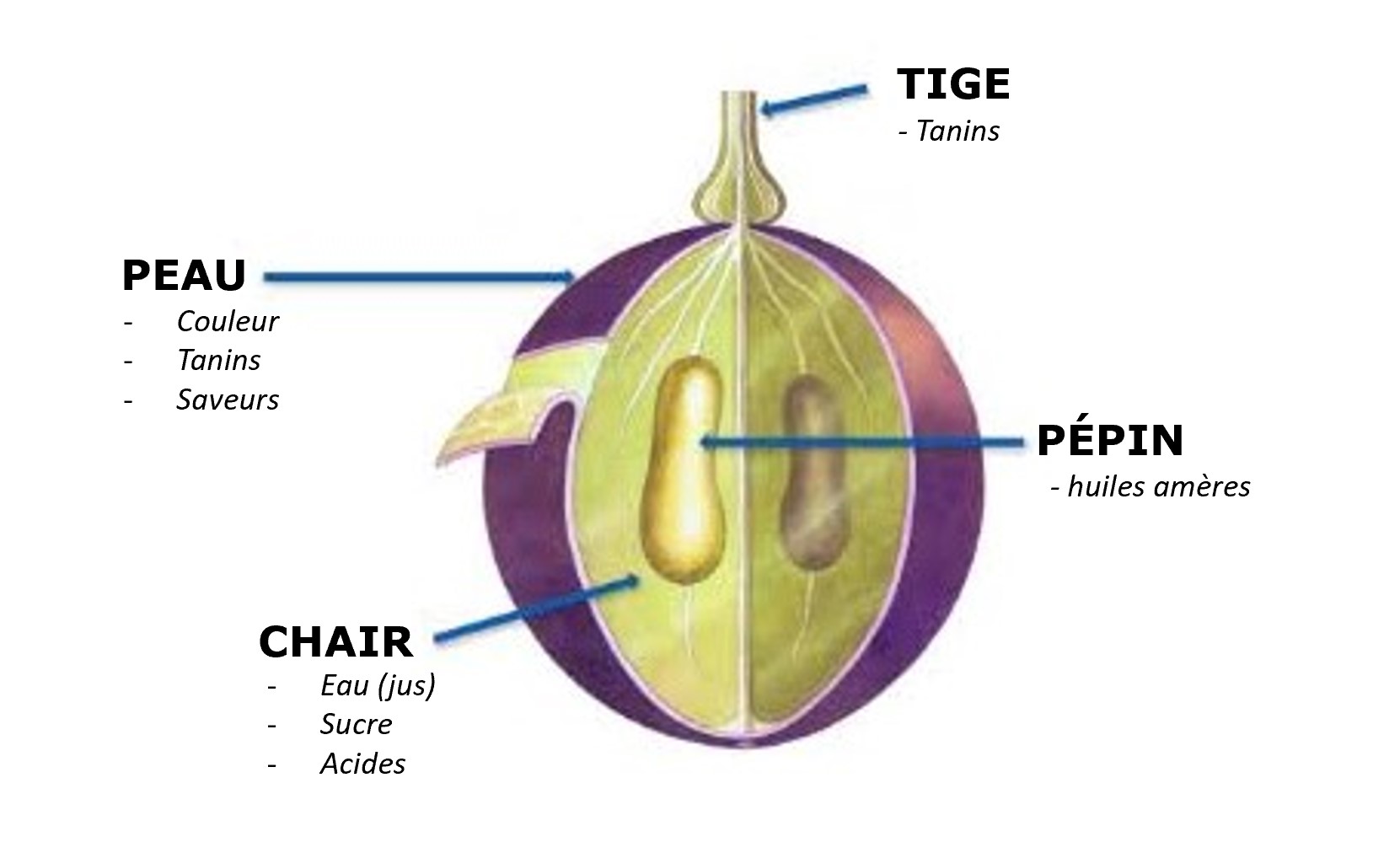 Vin rouge, vin blanc: manuel d’instruction