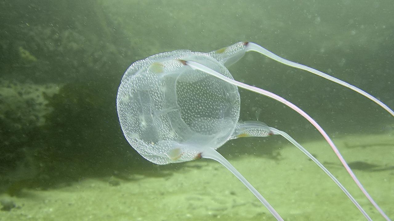 Le cerveau décentralisé de la méduse