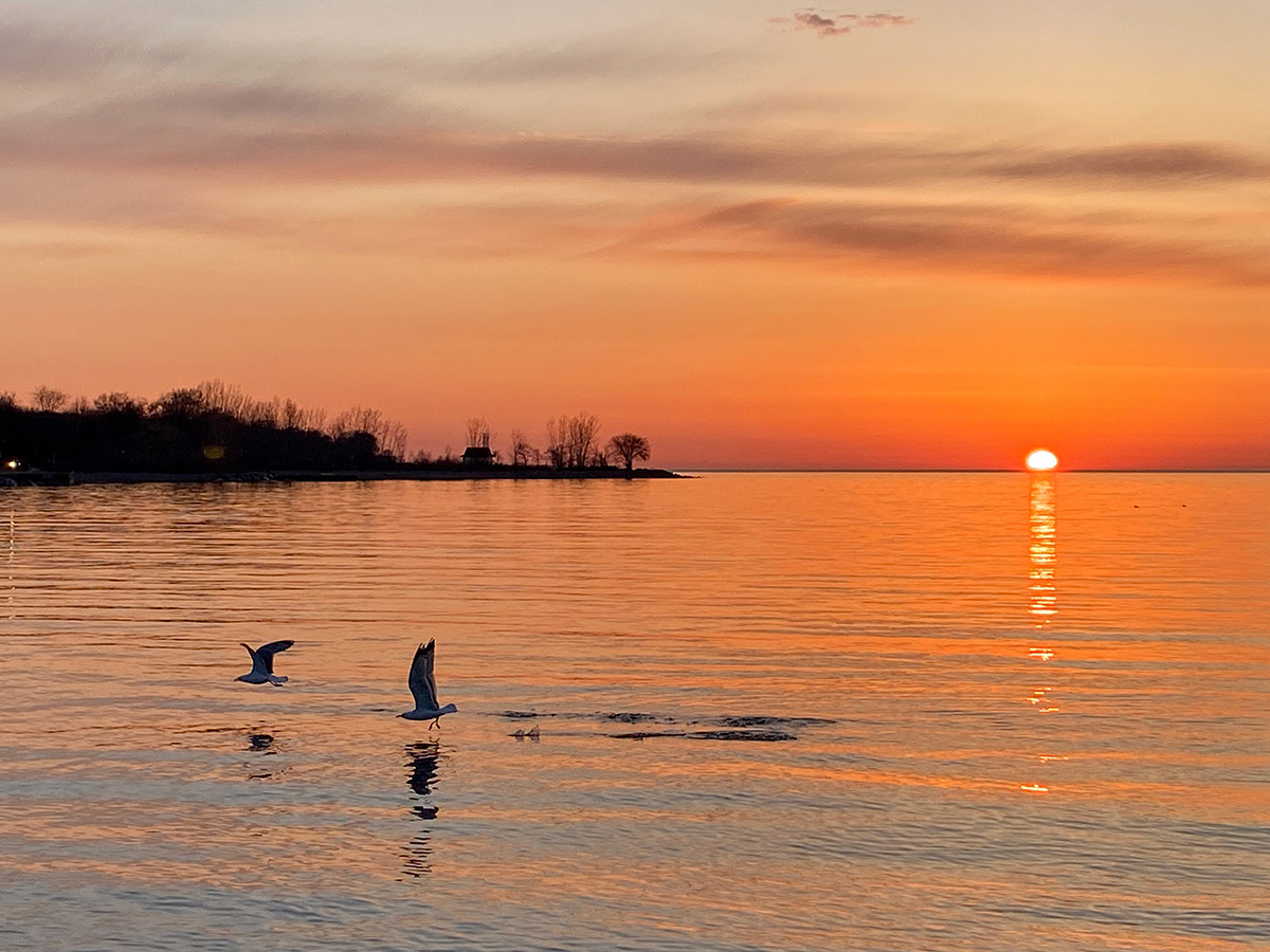 La vraie nature de Toronto!