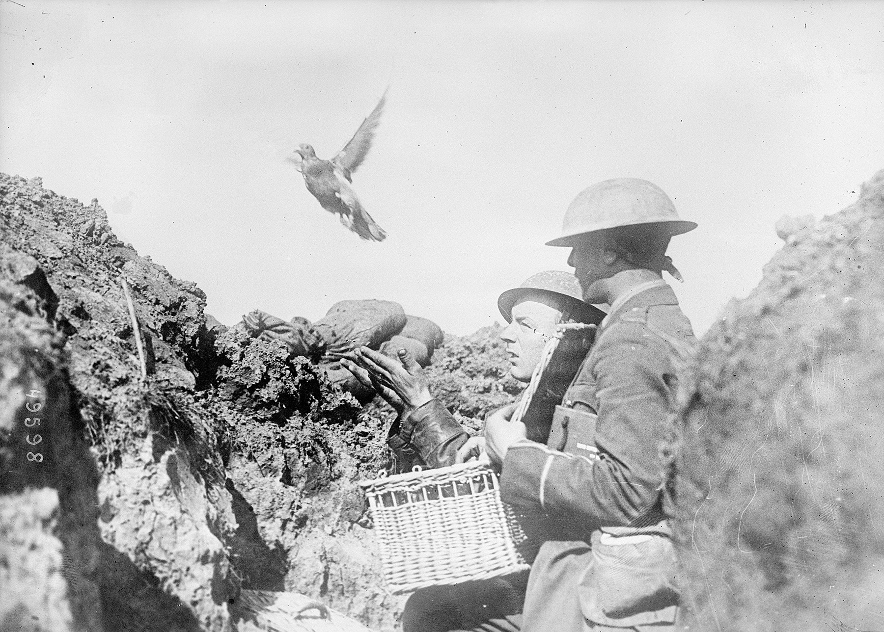 L’histoire du pigeon voyageur au fil des siècles